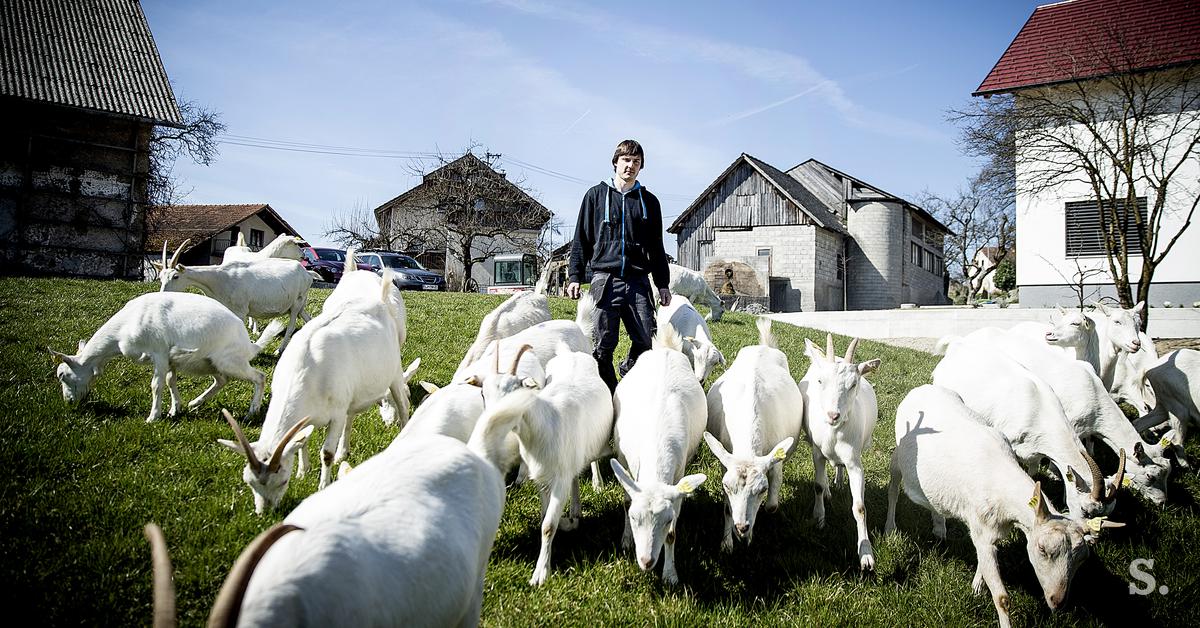 "Kmeeeeetija" pri Gradiškem jezeru, kjer imajo glavno besedo koze # ...
