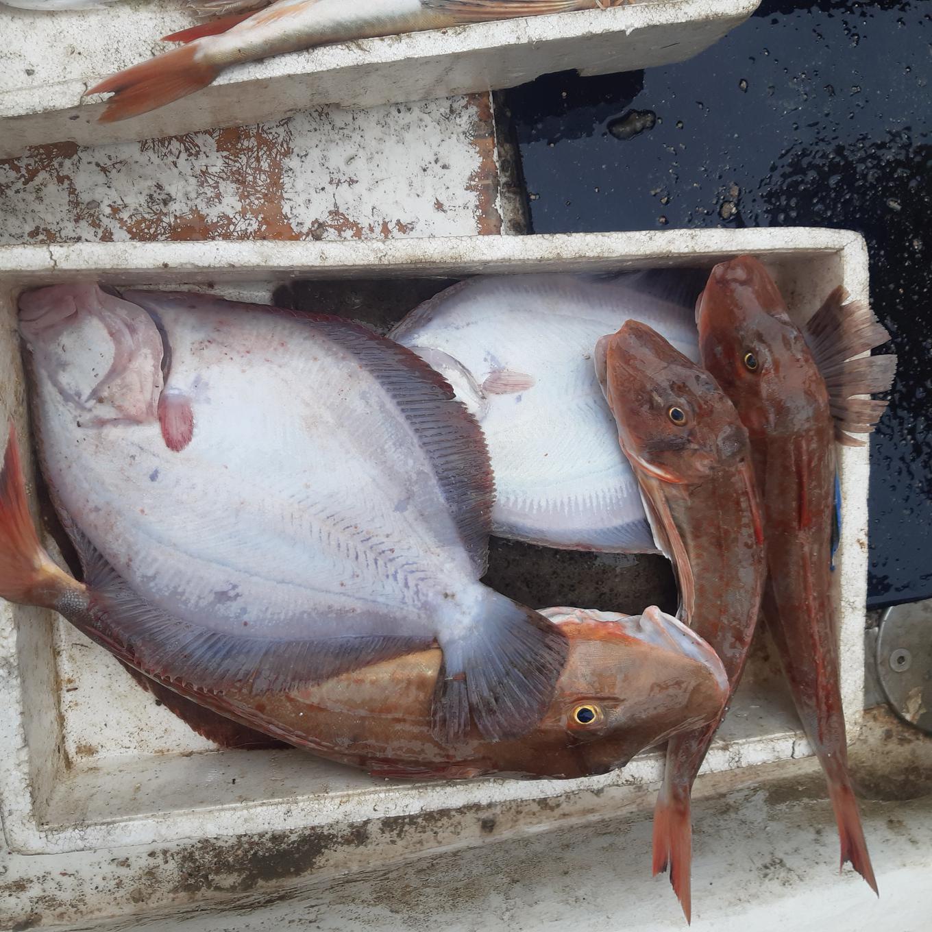 Poklicni ribič Davor Ivković: Ribištvo je ogroženo zaradi zakonov, ne ...