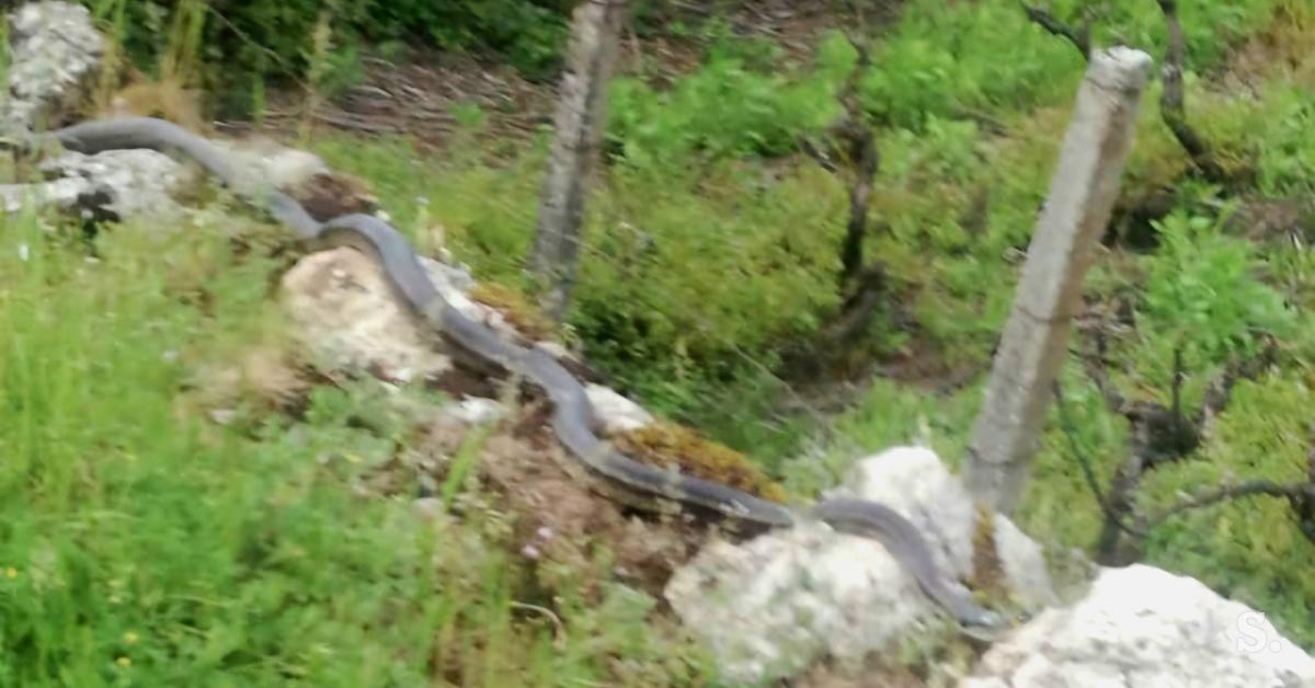 Po dalmatinskem kraju se plazi tri metre in pol dolga kača, domačini ...