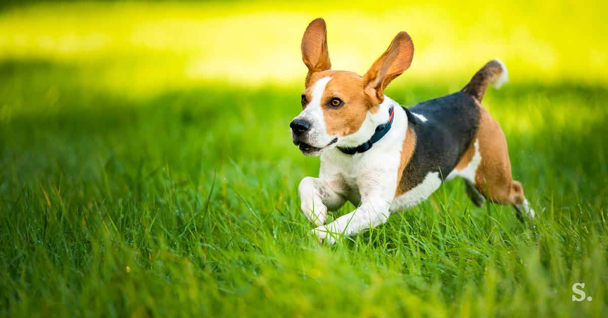 Na Portugalskem poginil najstarejši pes na svetu - siol.net