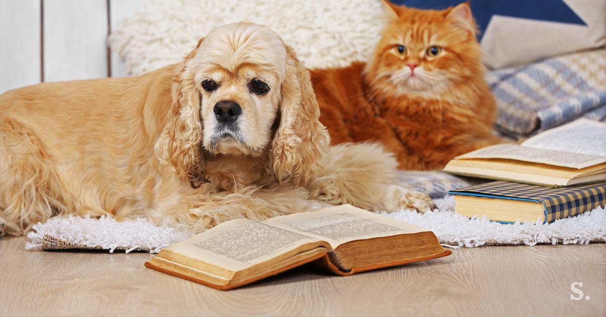 Bolhe so aktivne tudi v hladnejšem delu leta - siol.net