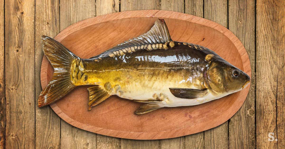 Krap, katera riba je že to? - siol.net