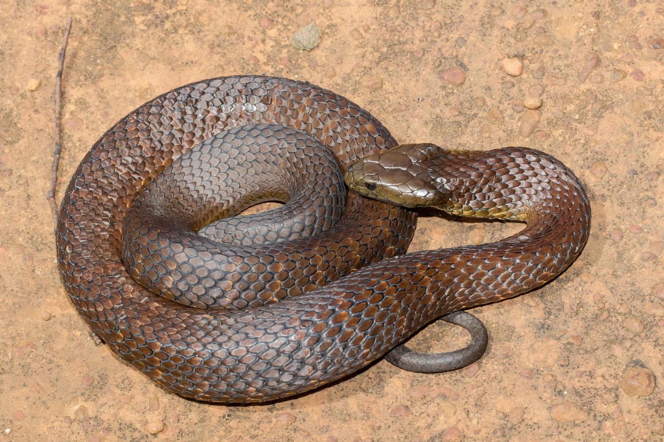 Ena najbolj strupenih kač zmotila dvoboj, sledil je čudežni preobrat ...