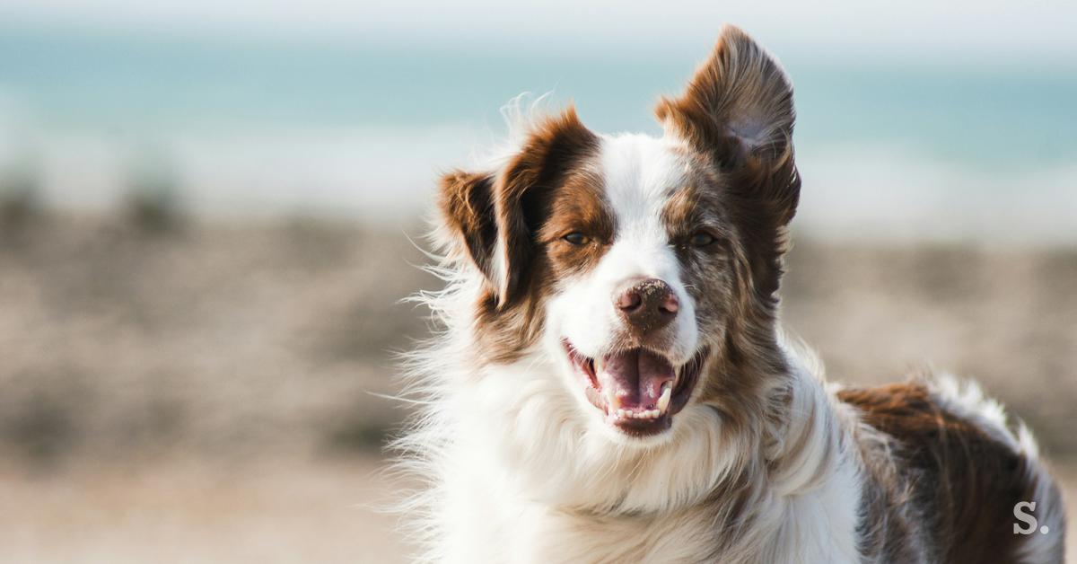 Veterinar razkril tri preproste navade, ki lahko vašemu psu podaljšajo ...