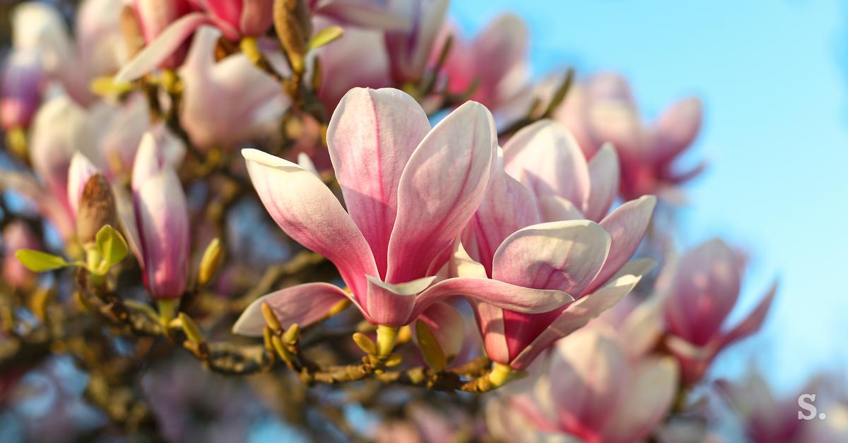Ste vedeli, da so cvetovi magnolije užitni? - siol.net