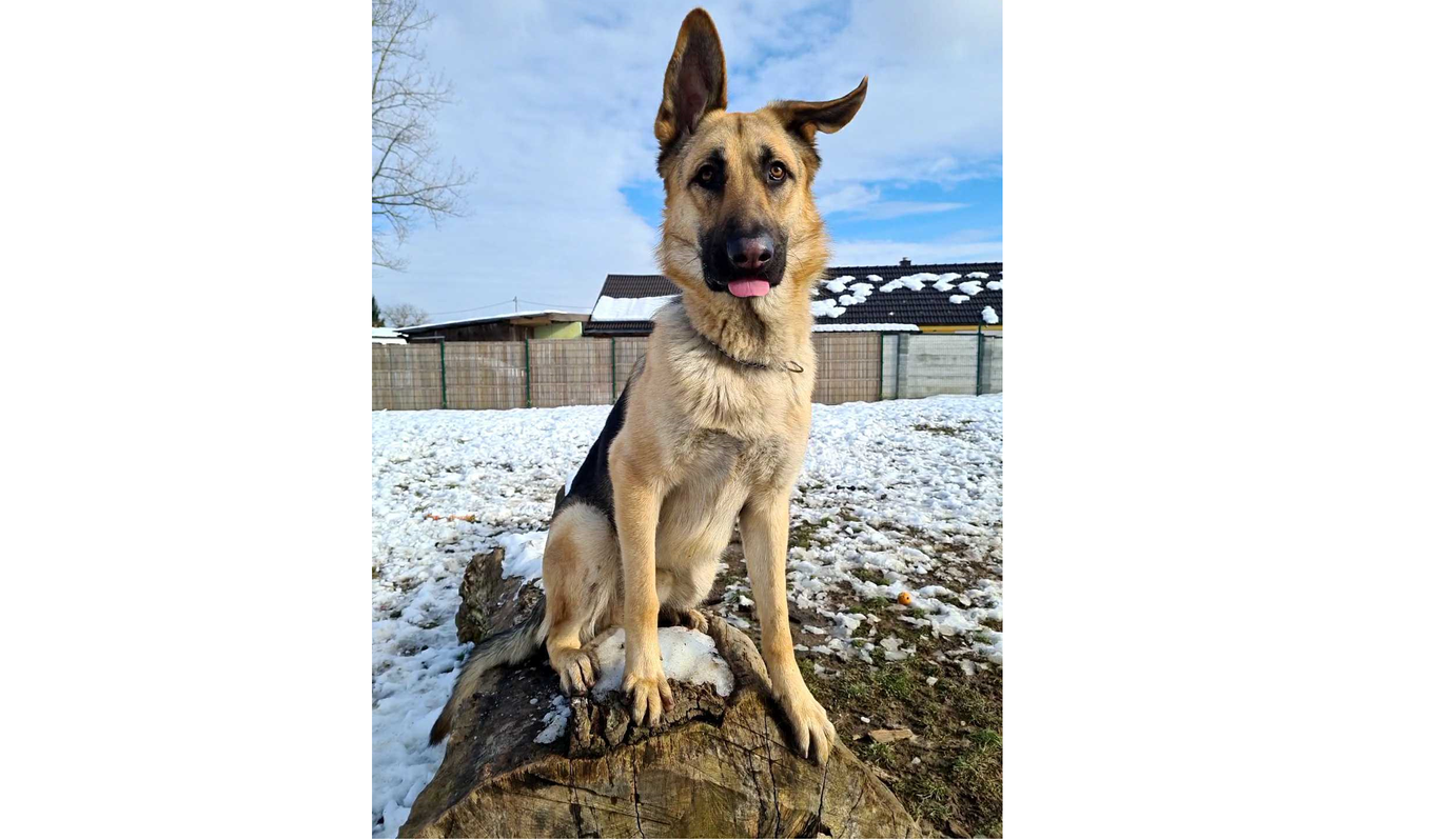 Išče dom: kuža Medo - siol.net