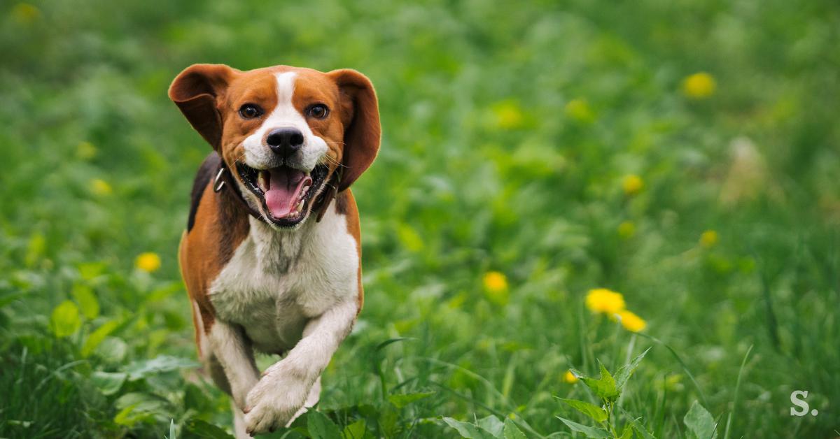 Lovski psi, ki veljajo za eno najbolj priljubljenih pasem na svetu ...