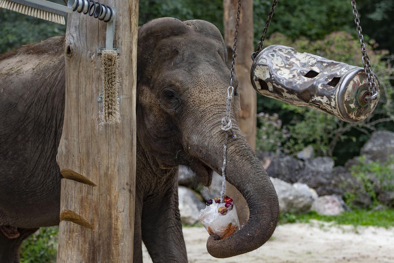 Praznično v ZOO Ljubljana: prva prebivalka, slonica Ganga, praznuje ...