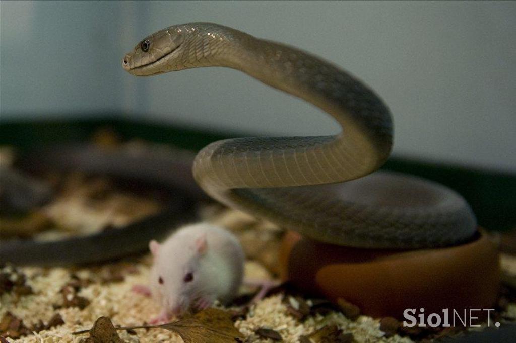 Galerija: Najbolj strupena razstava v Sloveniji (FOTO) - siol.net