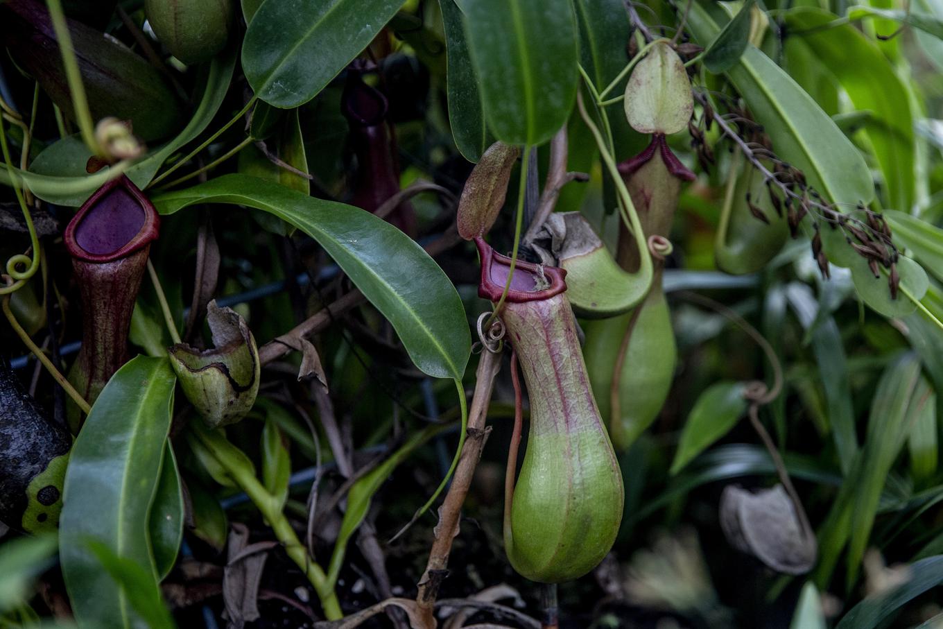 "Krvoločne" rastline, ki si gnojilo ujamejo same #foto - siol.net