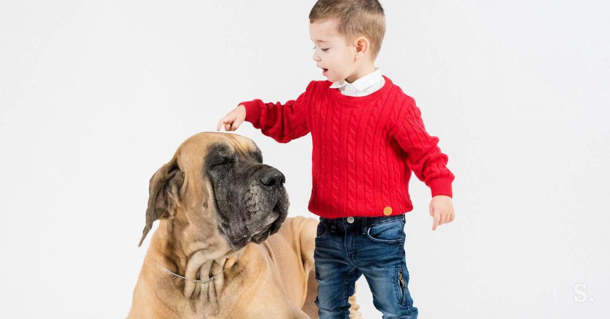 Uravnotežena prehrana, zdrava prebava in rast psa: edinstveni slovenski ...