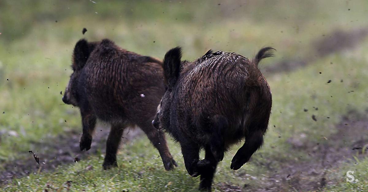 Nenavaden prizor na hrvaški obali: ko iz morja pridejo divji prašiči - siol.net