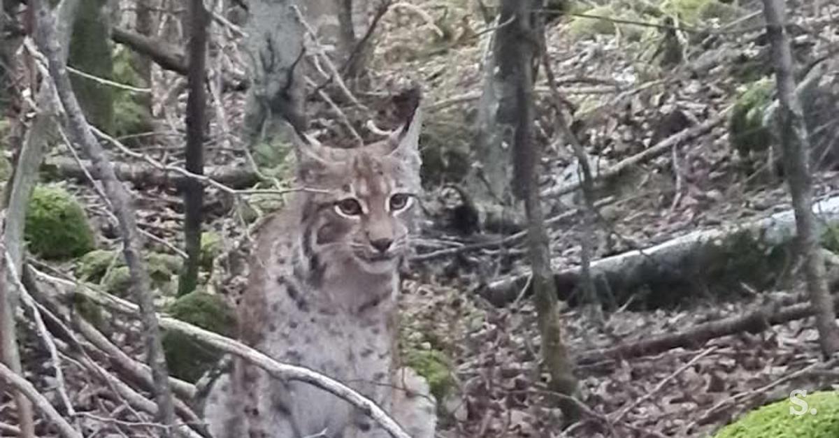 Nevsakdanji prizor: pohodnica v objektiv ujela nesramežljivega risa ...
