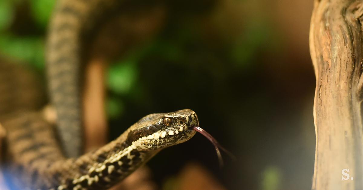 Planinko ugriznila kača: ni vedela, da so v Sloveniji kače strupene ...