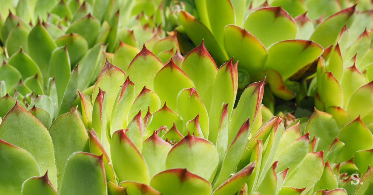 Kakšni so zdravilni učinki te zimzelene rastline - siol.net