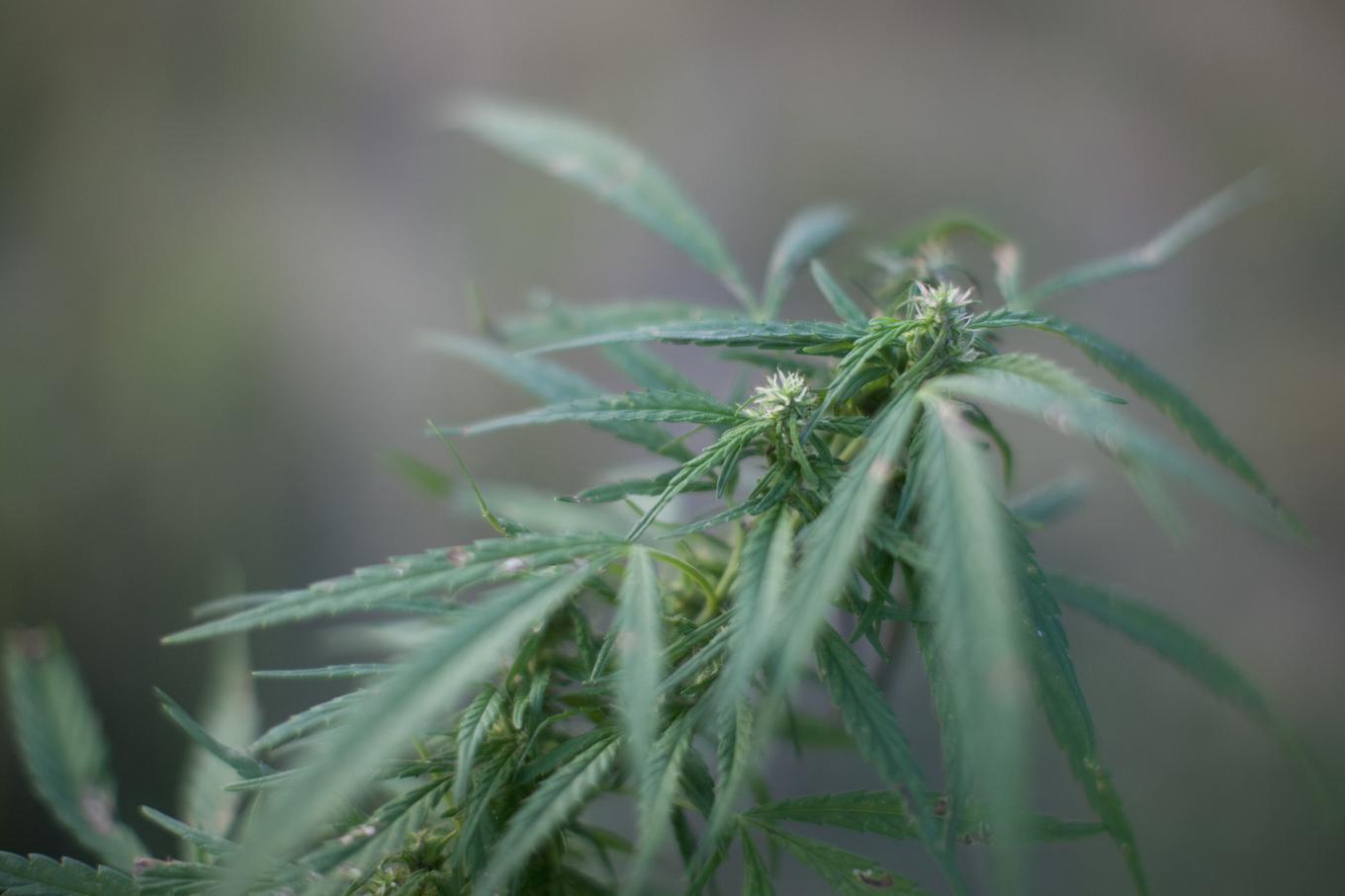 Kakšna bo usoda uporabe konoplje v slovenski medicini? - siol.net