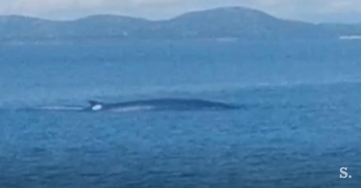 Zelo redko opažanje na Hrvaškem, videli smo ga tudi v Sloveniji - siol.net