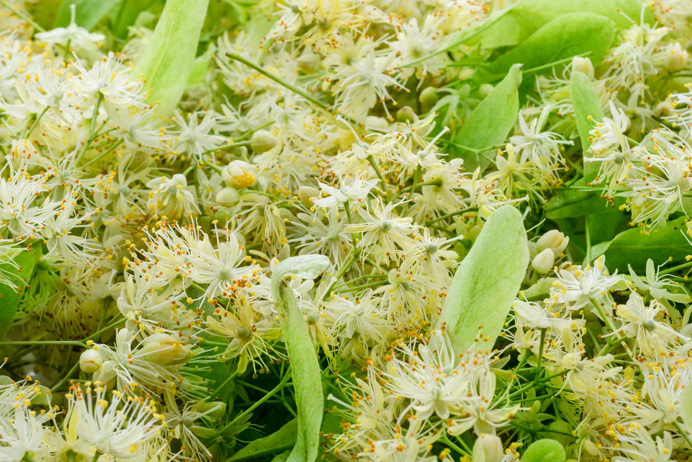 Lipe cvetijo in se v žganje spremenijo - siol.net