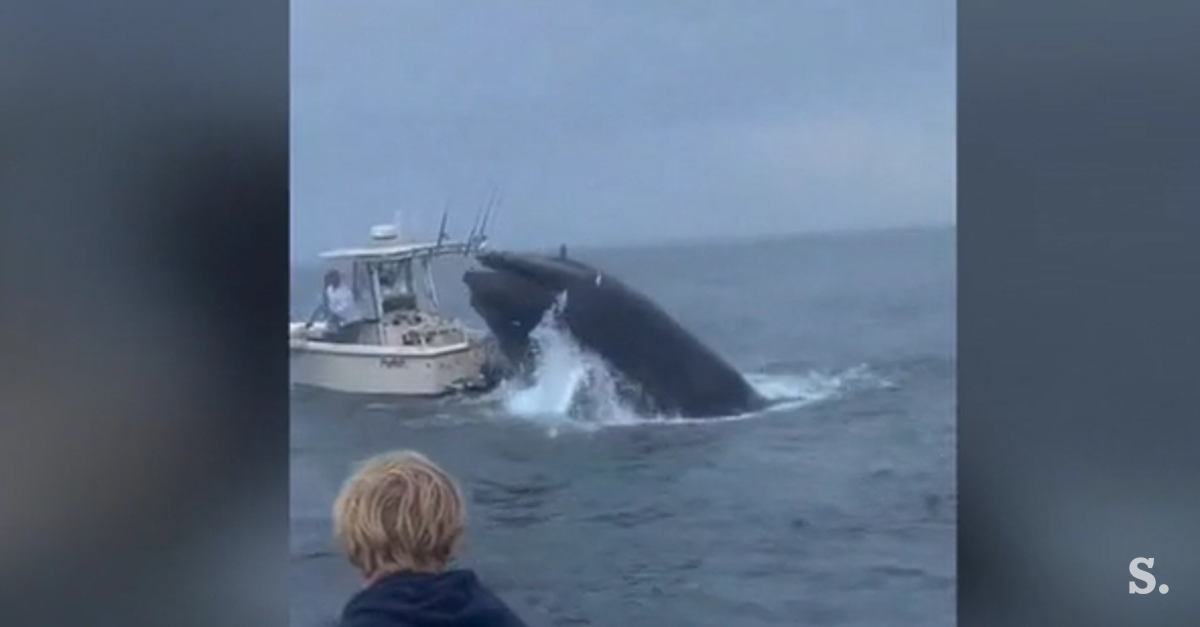 Osupljiv posnetek: kit grbavec nenadoma skočil na čoln in ga potopil # ...