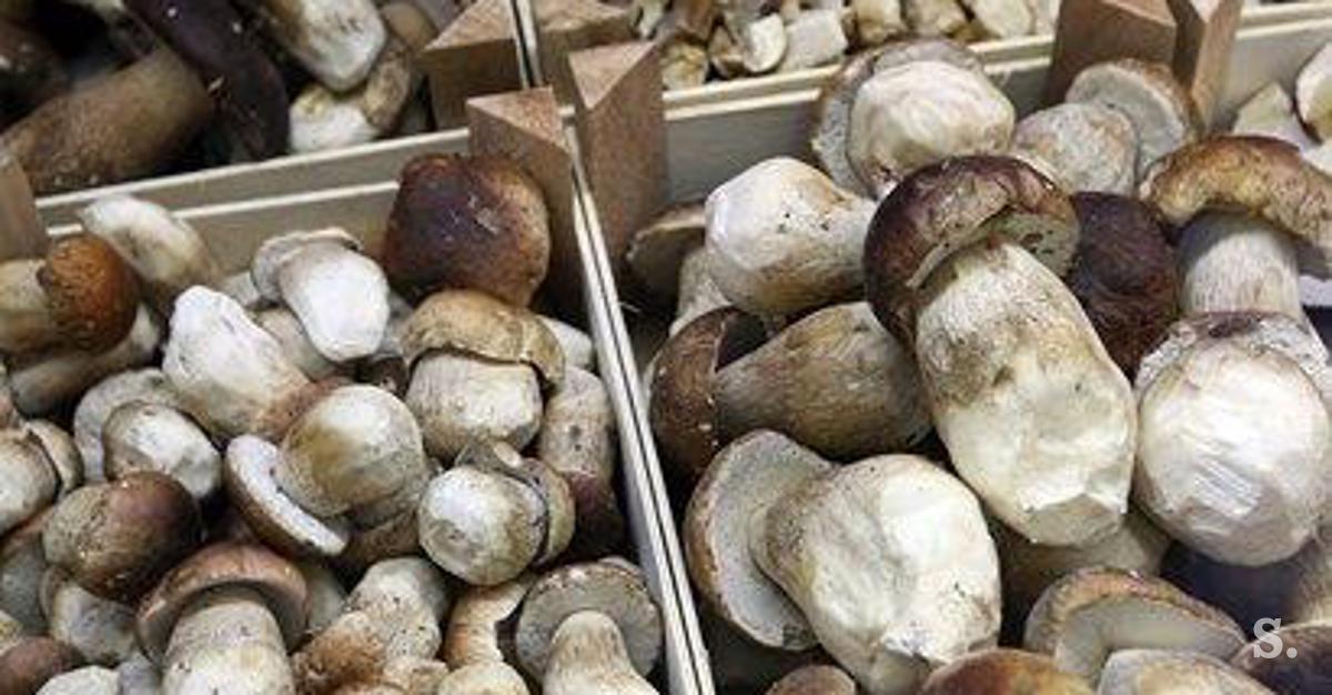 Gobe že rastejo (AVDIO) - siol.net