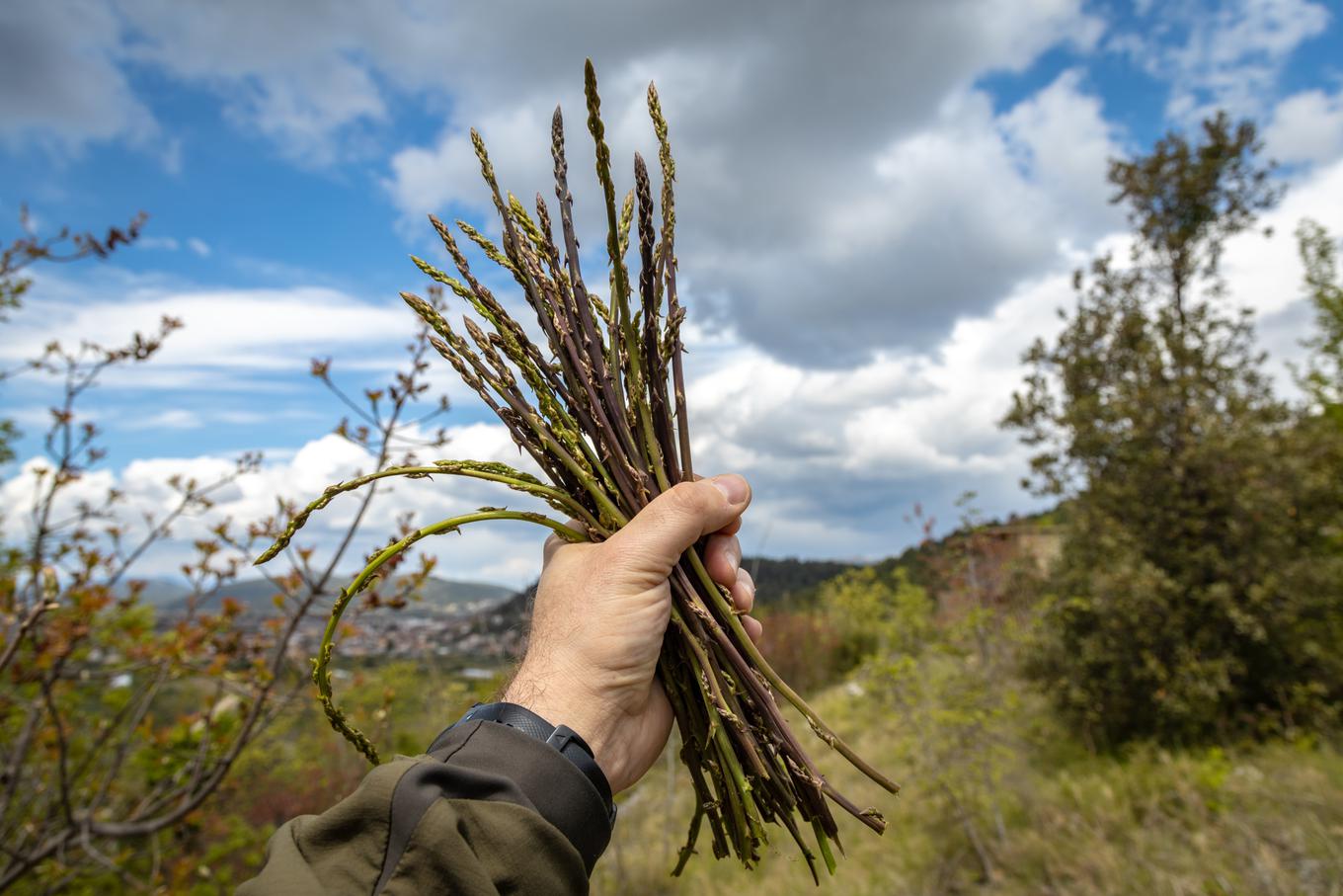 Divji šparglji: kje rastejo in koliko jih lahko naberete? - siol.net