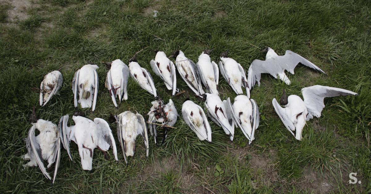 Galebi verjetno poginili zaradi zaužitja strupene snovi - siol.net