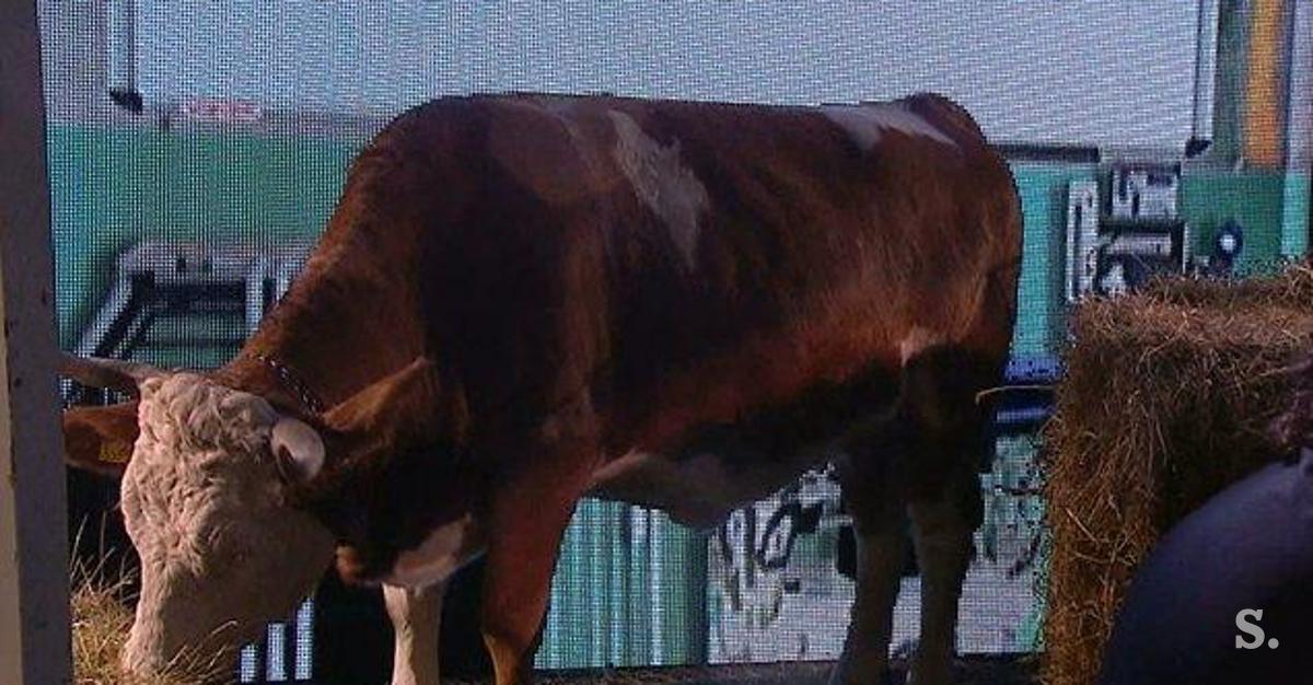 Slavna krava Milka v oddaji Moj dragi zmore - siol.net