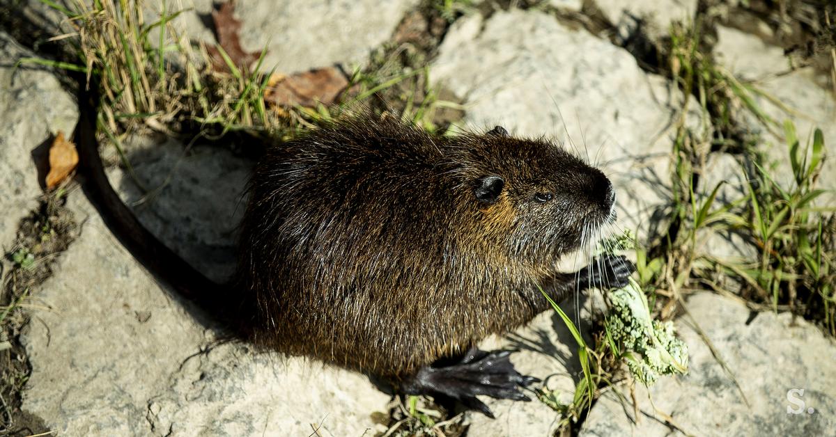 Nutrije pri nas niso več dobrodošle - siol.net