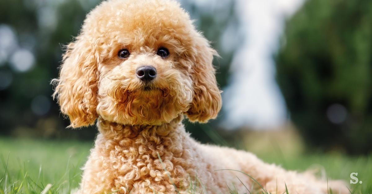 Kako preprečiti vnetje ušes pri psu? - siol.net