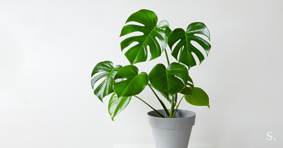 Kako pozimi skrbeti za sobne rastline? - siol.net